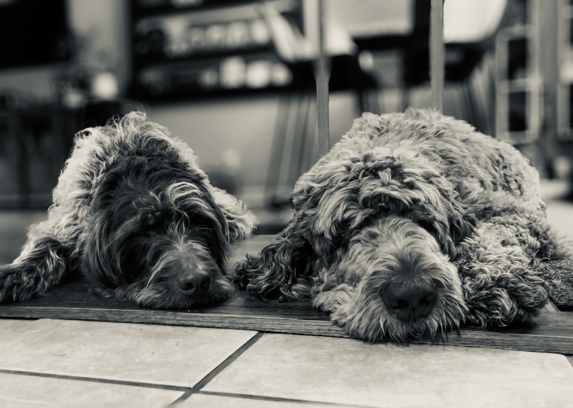 Pack Your Wags – Dog Adventures, Dog Products, Dog Companionship